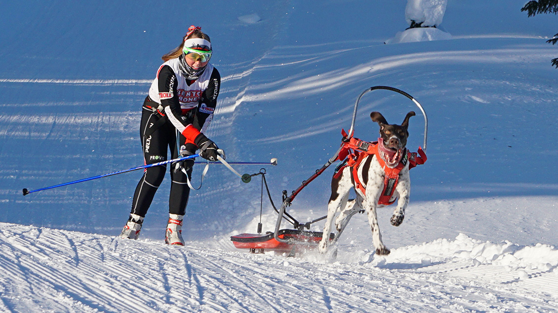 Vestland Idrettskrets